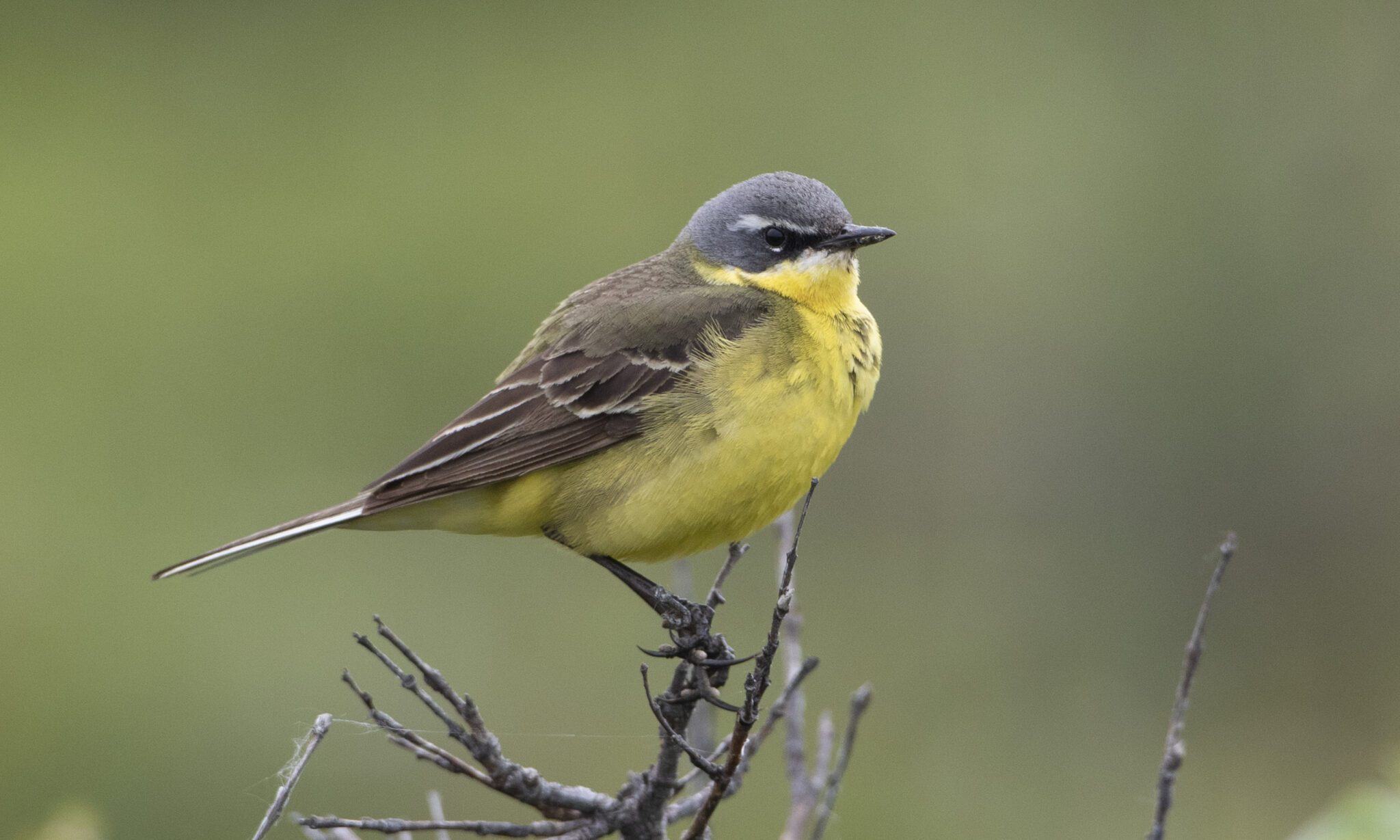 About AviList – AviList: The Global Avian Checklist