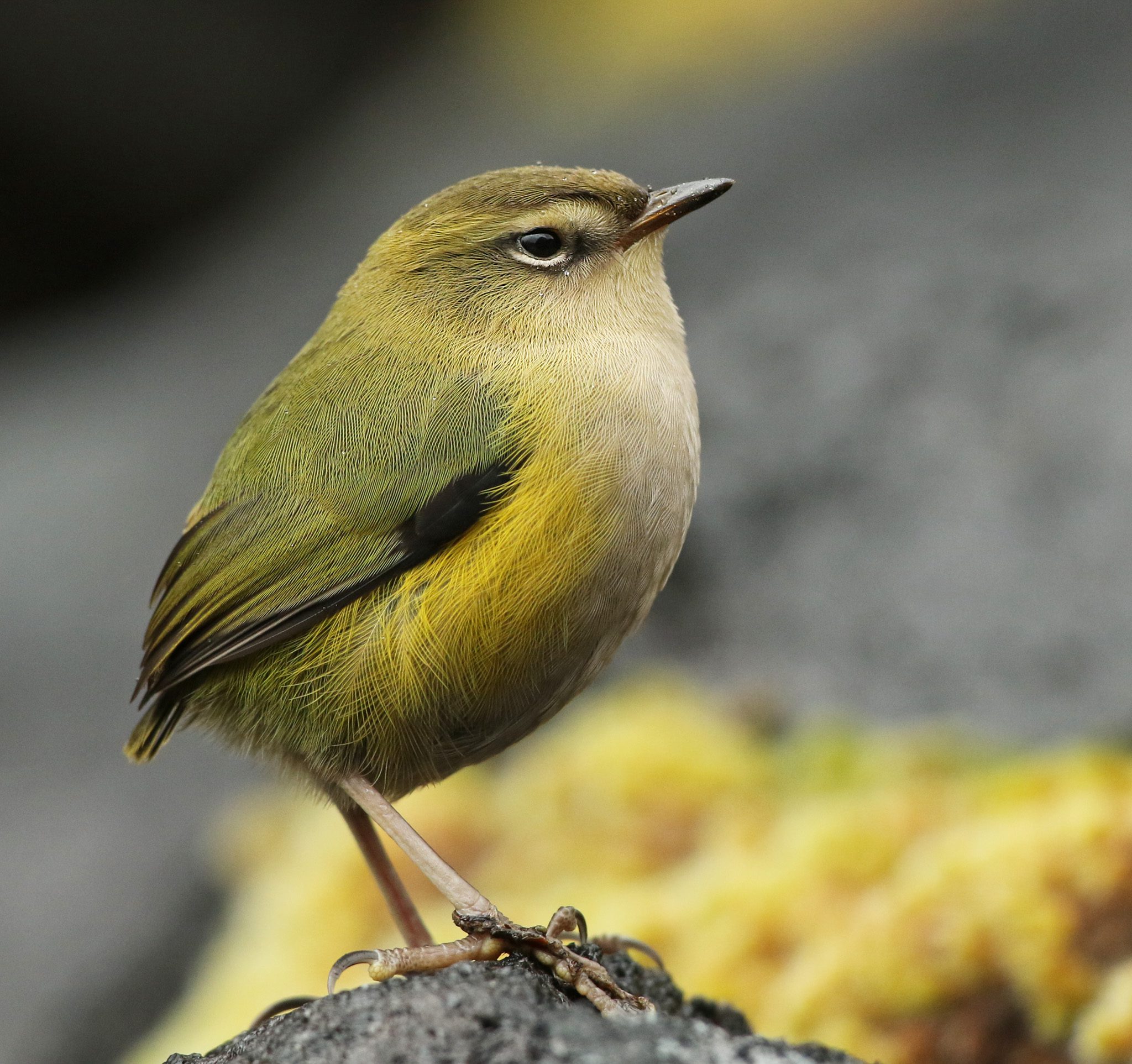 Team Profiles – AviList: The Global Avian Checklist