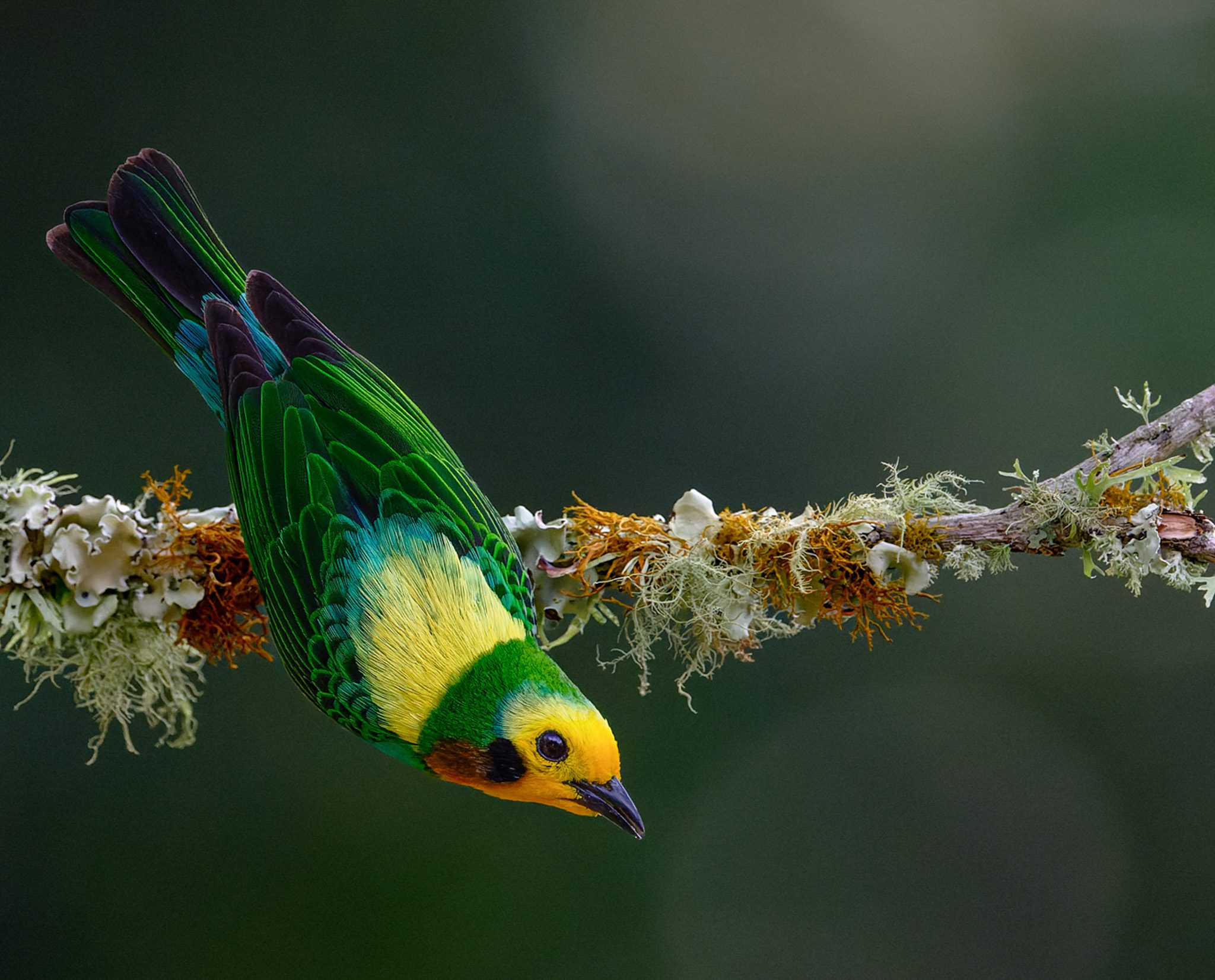 AviList Published! – AviList: The Global Avian Checklist